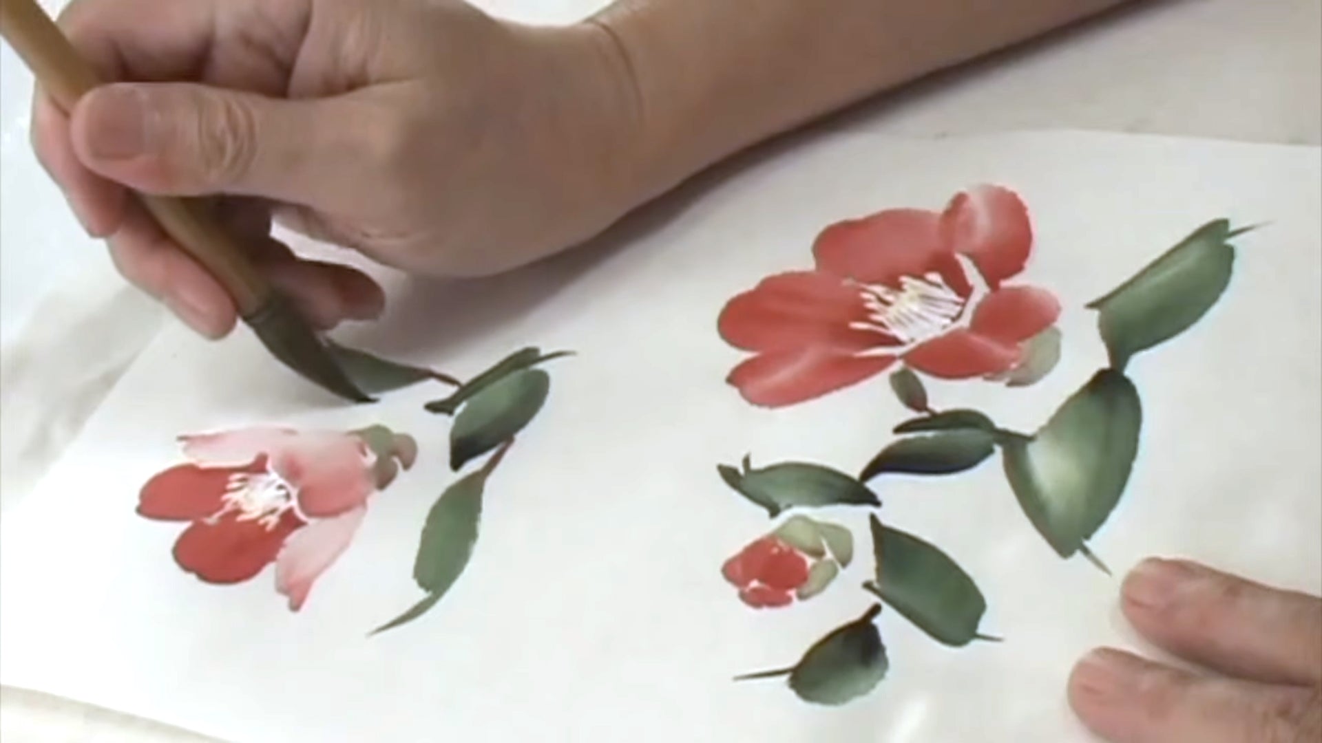 Free Camellia Demonstration by Ning Yeh