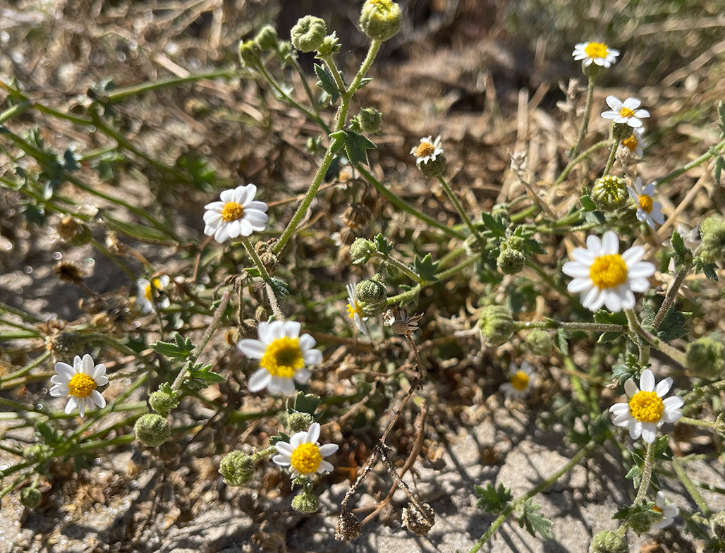 Emory's Rock Daisies Near Julian California